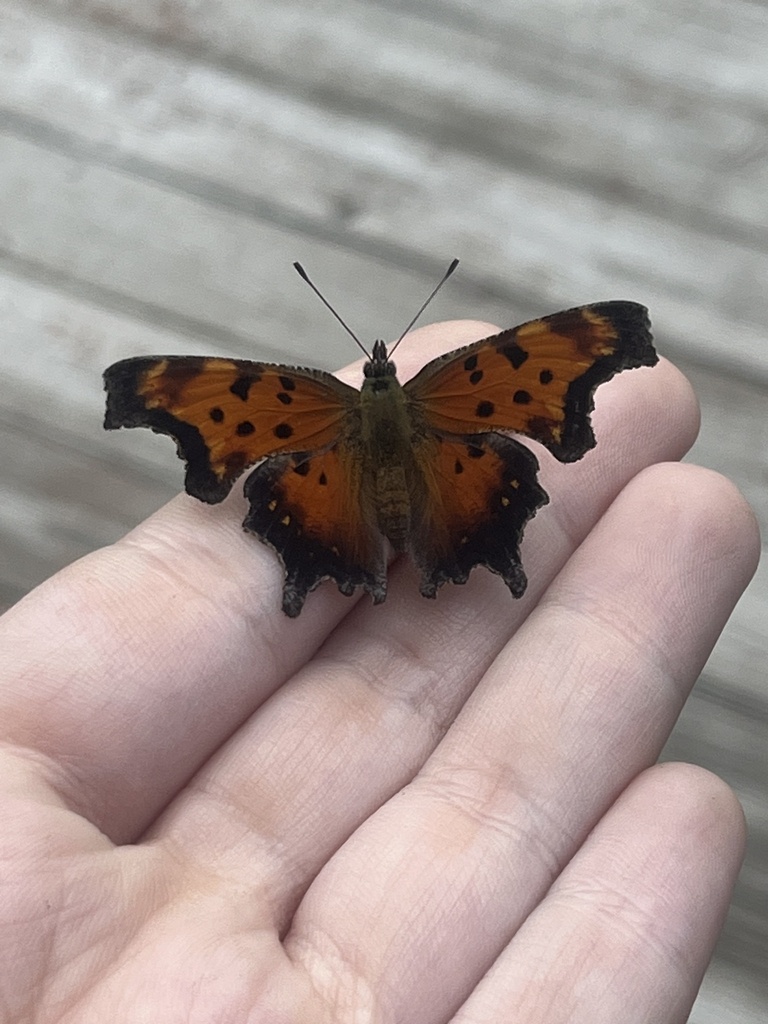 Gray Comma from US-6, Laceyville, PA, US on August 26, 2023 at 02:56 PM ...