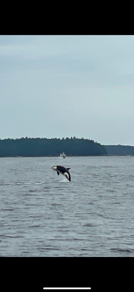 Orca from Trincomali Channel, Capital, BC, CA on August 23, 2023 at 10: ...