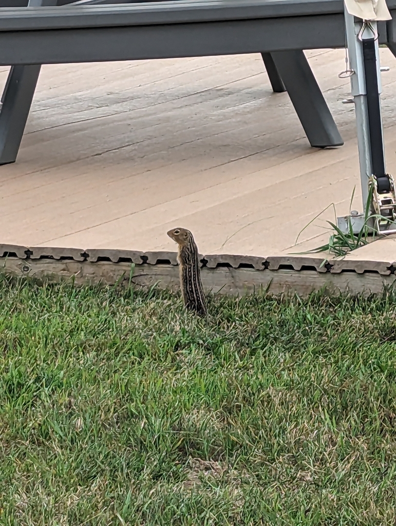 Thirteen-lined Ground Squirrel from 0000, Hastings, MN 55033, USA on ...