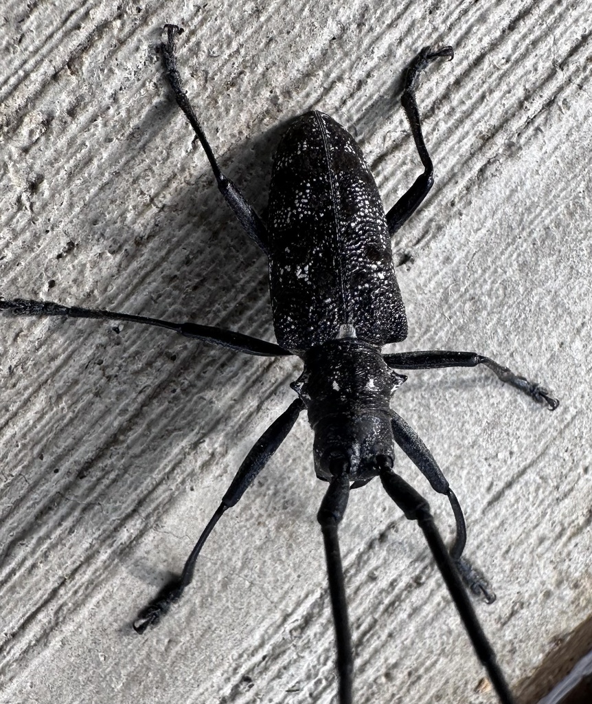 Monochamus clamator latus from W Jensen Rd, Cheney, WA, US on August 25 ...