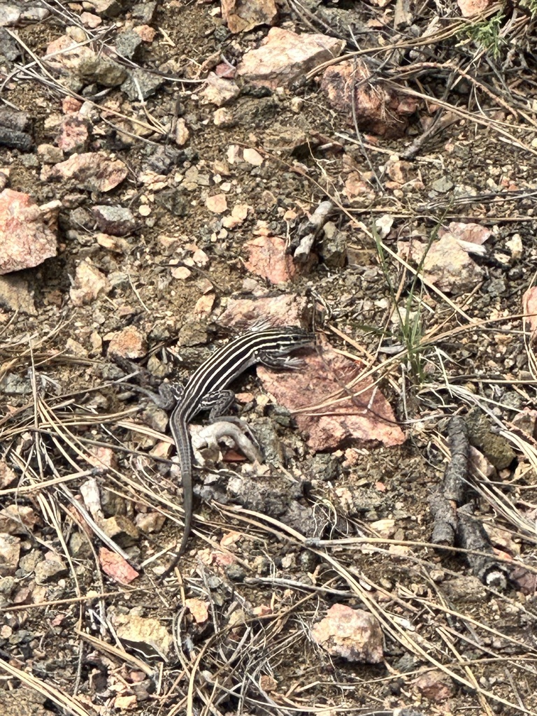 Plateau Striped Whiptail from Canyon Hill Ln, Santa Fe, NM, US on ...