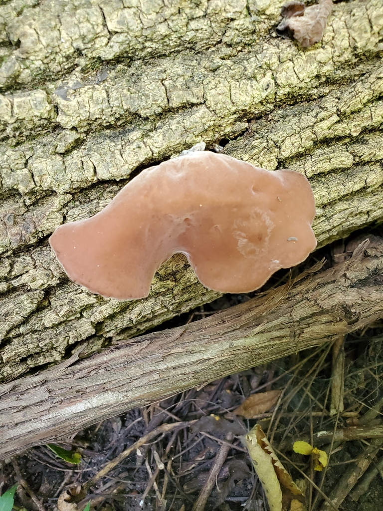 Jelly Tree Ear from Bondurant, IA 50035, USA on August 26, 2023 at 01: ...