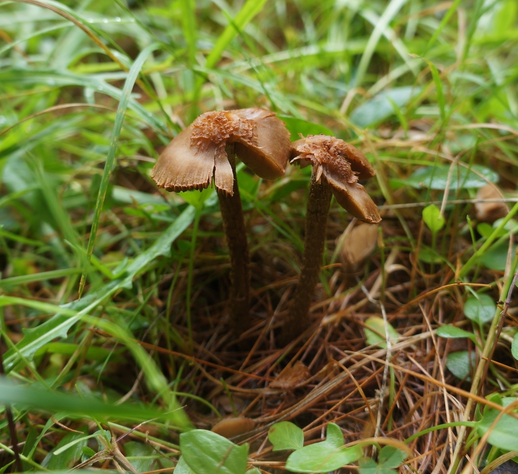 Inosperma apiosmotum from Eel River Lake, NB E6H 2M6, Canada on August ...
