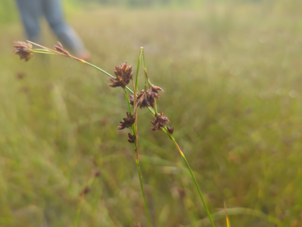 brownish beaked-rush from Trois-Rivières, QC G8V 2W4, Canada on August ...