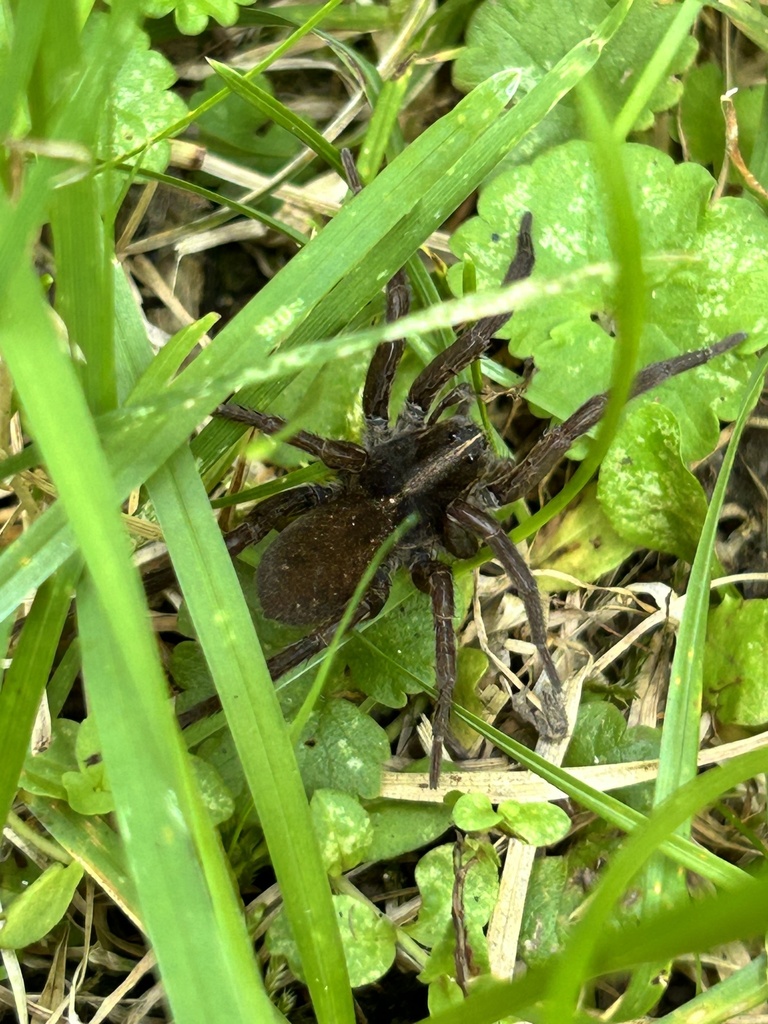 Wetland Giant Wolf Spider from Bristol, WI, US on August 26, 2023 at 02 ...