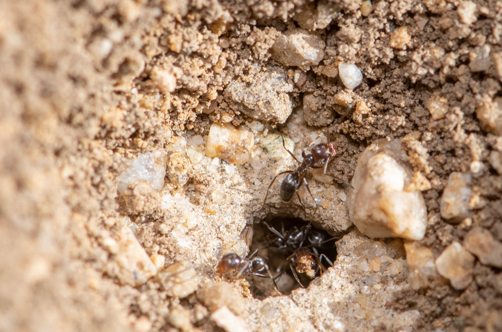 Pyramid Ants from Lake Balboa, Los Angeles, CA, USA on August 26, 2023 ...