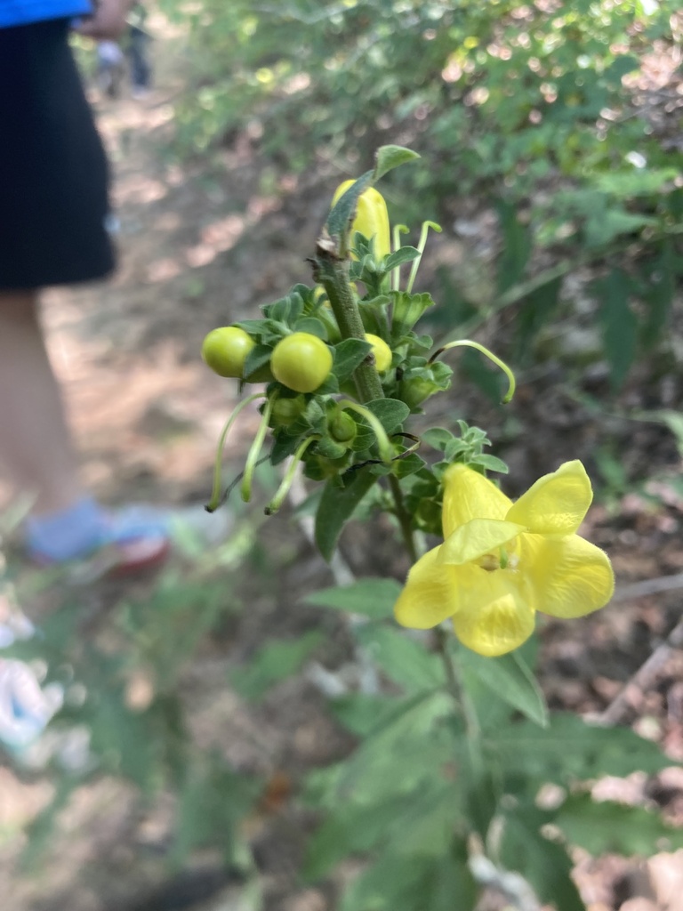 downy yellow false foxglove from University of Georgia, Athens, GA, US ...