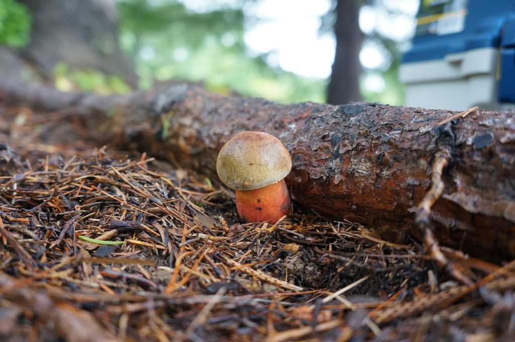 Neoboletus from Eel River Lake, NB E6H 2M6, Canada on August 20, 2023 ...