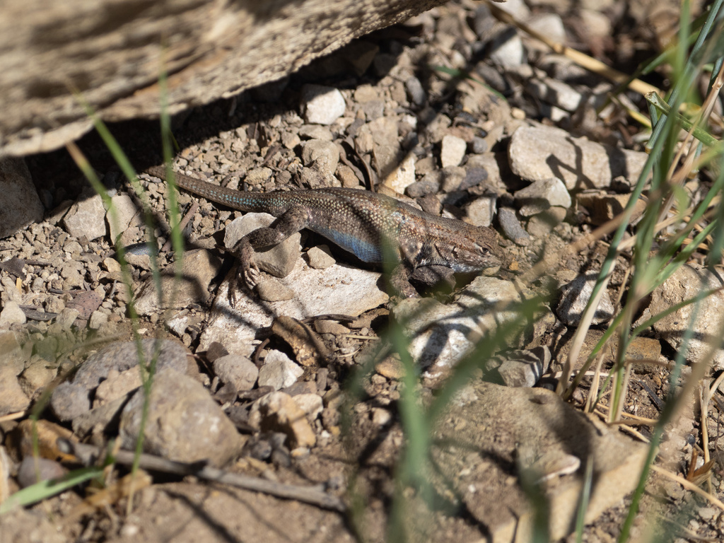 Common Sagebrush Lizard from Mesa Verde National Park, Mancos, CO, US ...