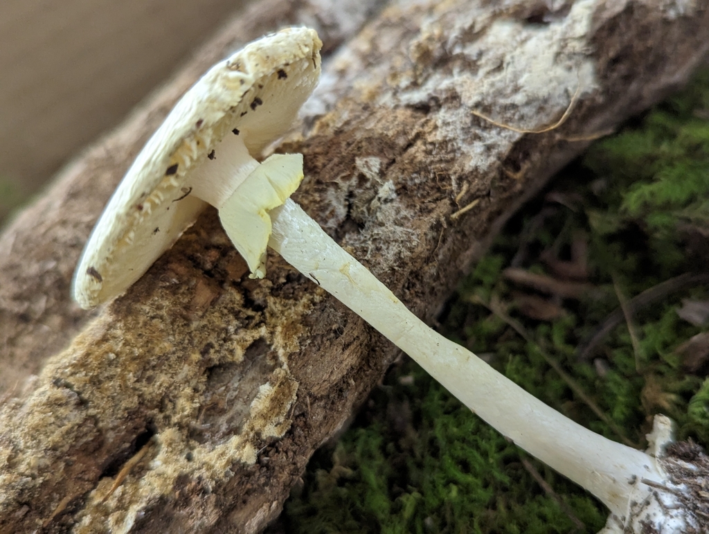 Amanita Sect. Phalloideae from Laurel Park, NC 28739, USA on August 26 ...