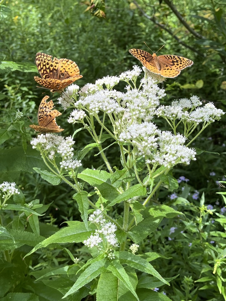 Great Spangled Fritillary from Sidman, PA, US on August 26, 2023 at 03: ...
