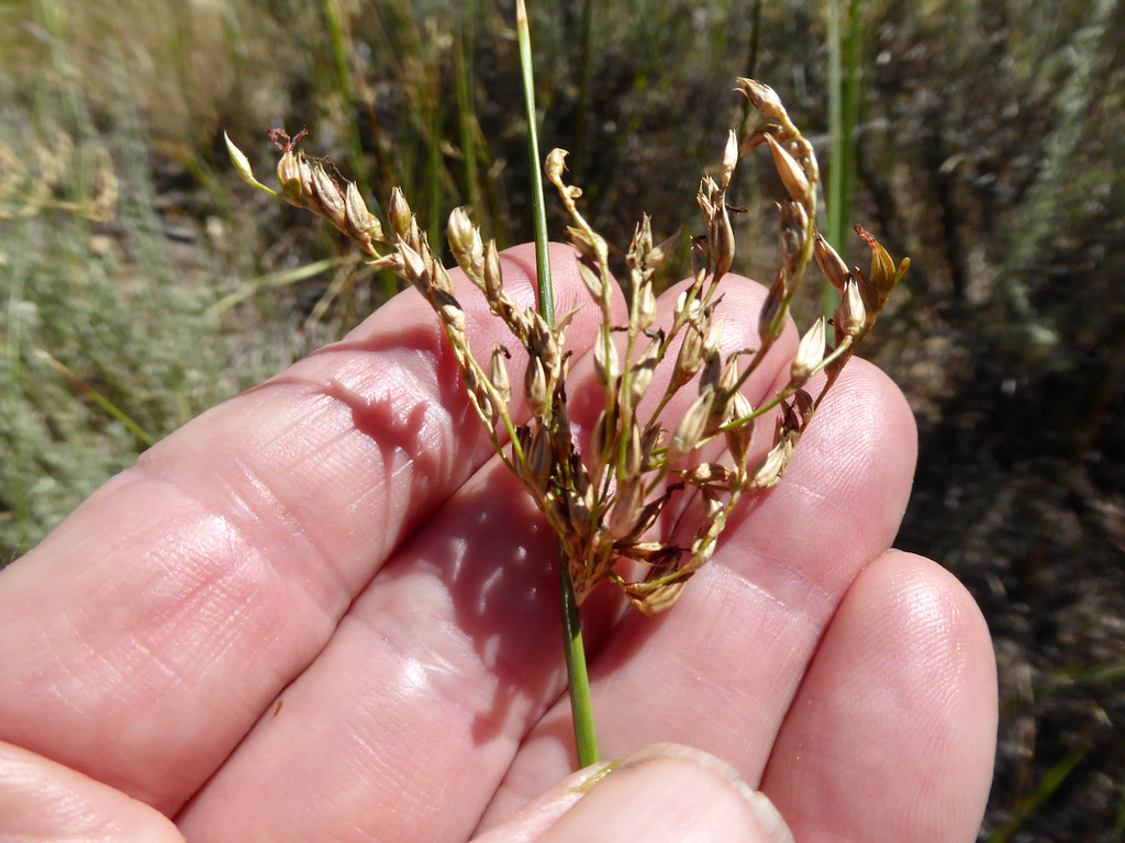 Mexican Rush from Riverside County, CA, USA on August 23, 2023 at 11:18 ...