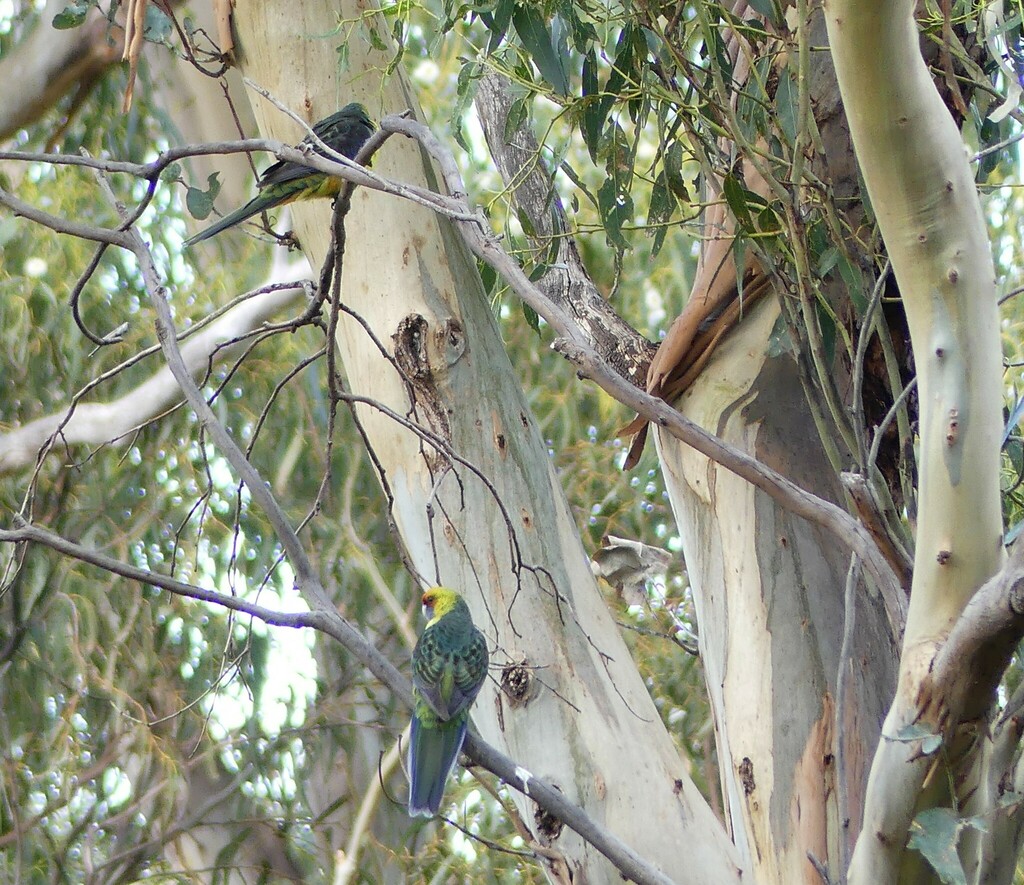 Green Rosella in August 2023 by Tess McNeill. A pair of Green Rosella's ...
