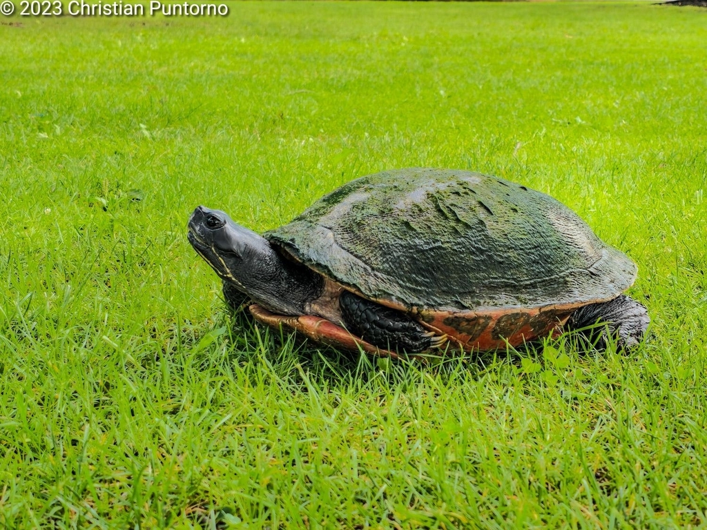 Northern Red-bellied Cooter from Edison on August 26, 2023 at 06:05 PM ...