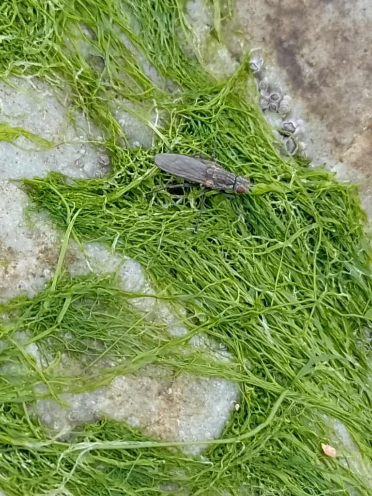 Seaweed Flies from 14640 Villers-sur-Mer, France on July 29, 2023 at 04 ...