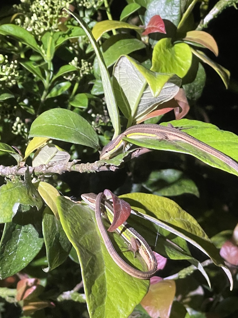 Green-spotted Grass Lizard from 臺灣島, 新店區, NWT, TW on June 19, 2023 at ...
