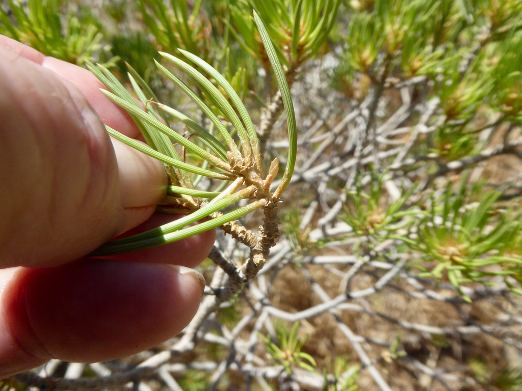 singleleaf pinyon from Riverside County, CA, USA on August 23, 2023 at ...