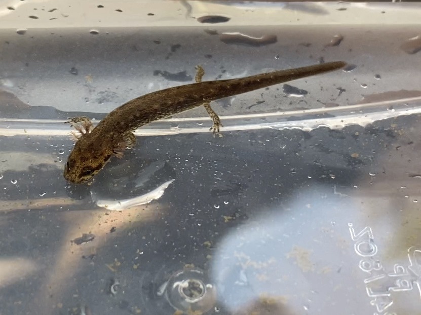 Northern Two-lined Salamander from Six Mile Creek, Ithaca, NY, US on ...