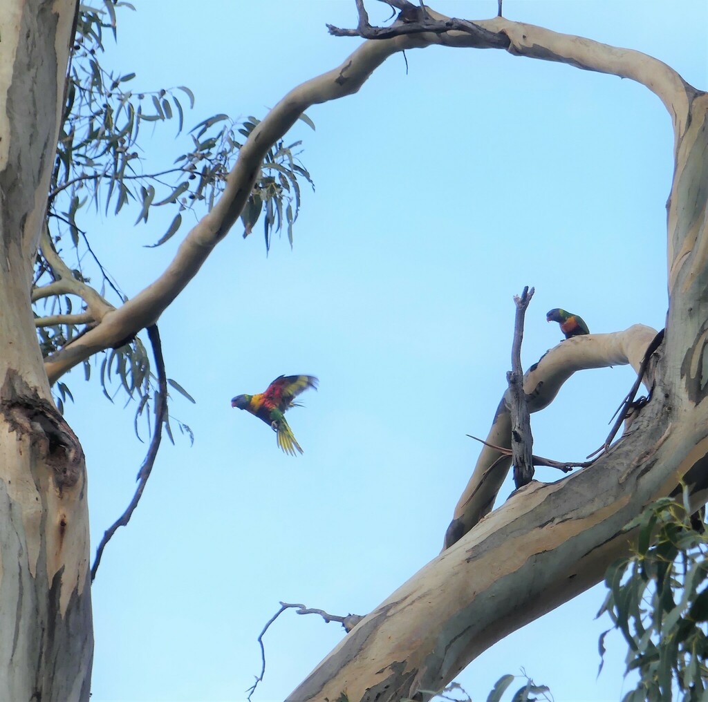 Rainbow Lorikeet in August 2023 by Tess McNeill. A pair of Rainbow ...