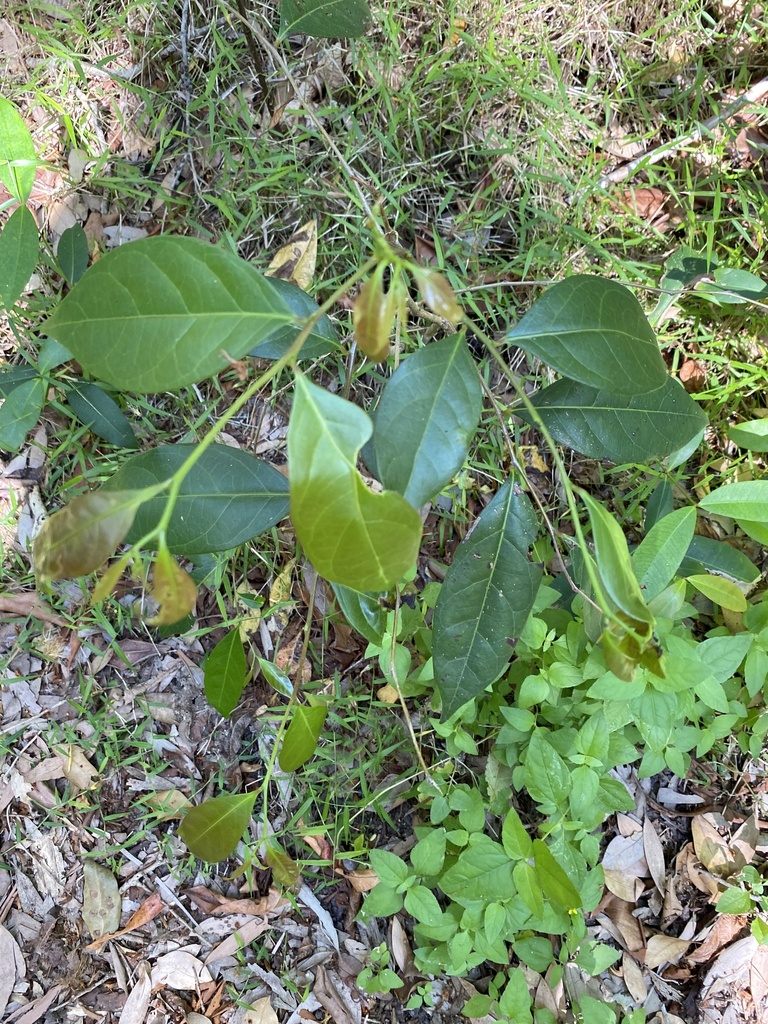 Cheese Tree from Oceanic Dr S, Wurtulla, QLD, AU on August 27, 2023 at ...