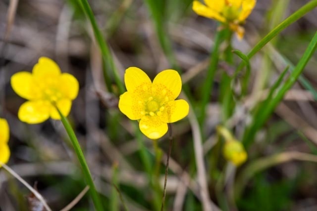 Marsh Saxifrage from Wales, AK, US on August 3, 2023 at 04:19 PM by ...