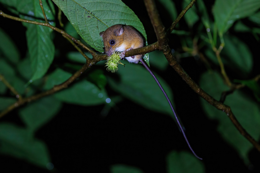 Lesser Ranee Mouse in August 2023 by Liewwk WK · iNaturalist