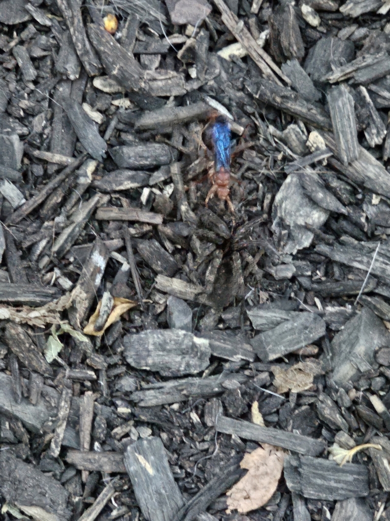 Rusty Spider Wasp from Caddo Mills, TX 75135, USA on August 26, 2023 at ...