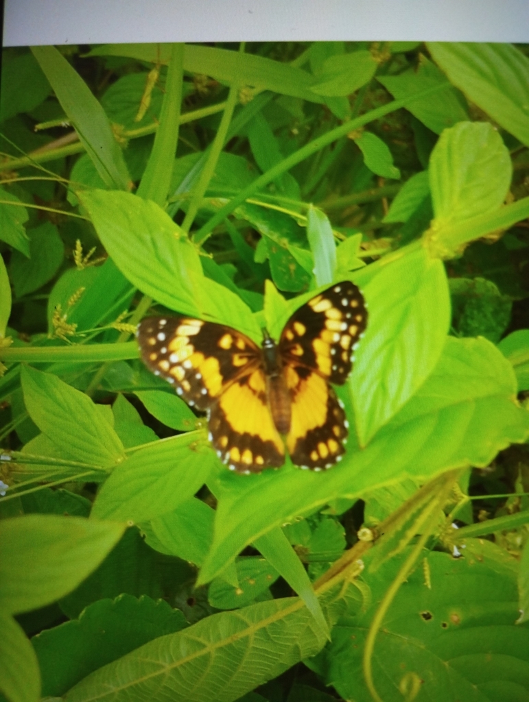 Bordered Patch from San Jorge, Suba, Bogotá, Colombia on August 26 ...