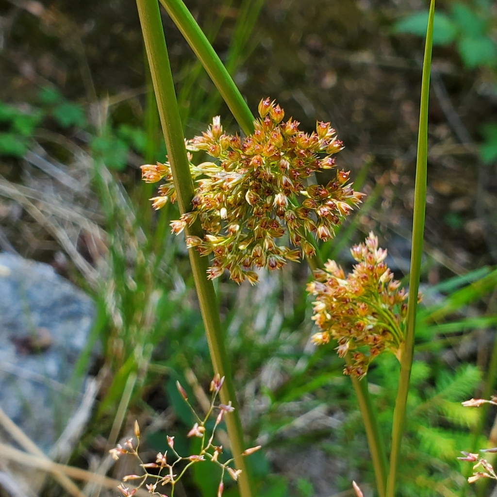Soft Rush from West Vancouver, BC, Canada on August 26, 2023 at 11:59 ...