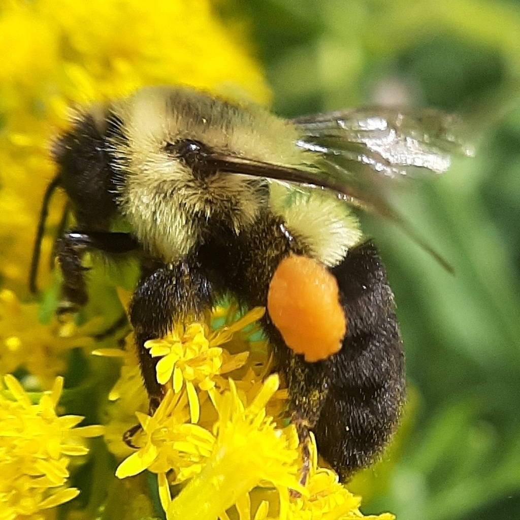 Common Eastern Bumble Bee from Montréal, QC H4H 1N8, Canada on August ...