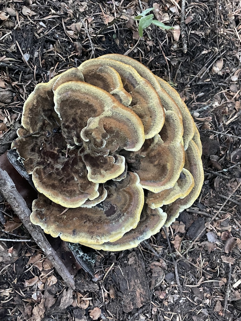 Dyer's Polypore from Ola, ID, US on August 16, 2023 at 07:23 AM by Noah ...