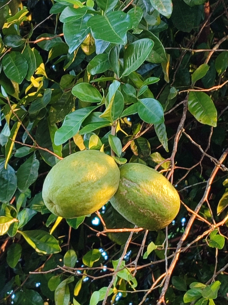 Swinglea glutinosa from Saravena, Arauca, Colombia on August 25, 2023 ...