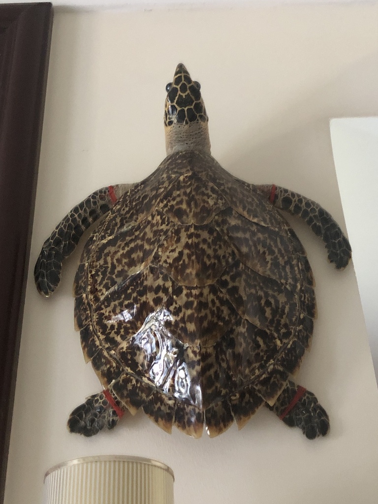 Sea Turtles from Wutong Road, Haikou, Hainan, CN on July 8, 2023 at 07: ...