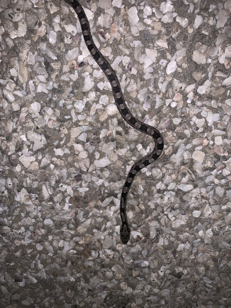 Eastern Ratsnake from Bald Head Island Club, Bald Head Island, NC, US ...