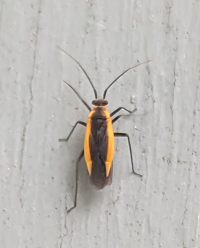 Lopidea instabilis from Northfield on August 26, 2023 at 09:31 AM by ...