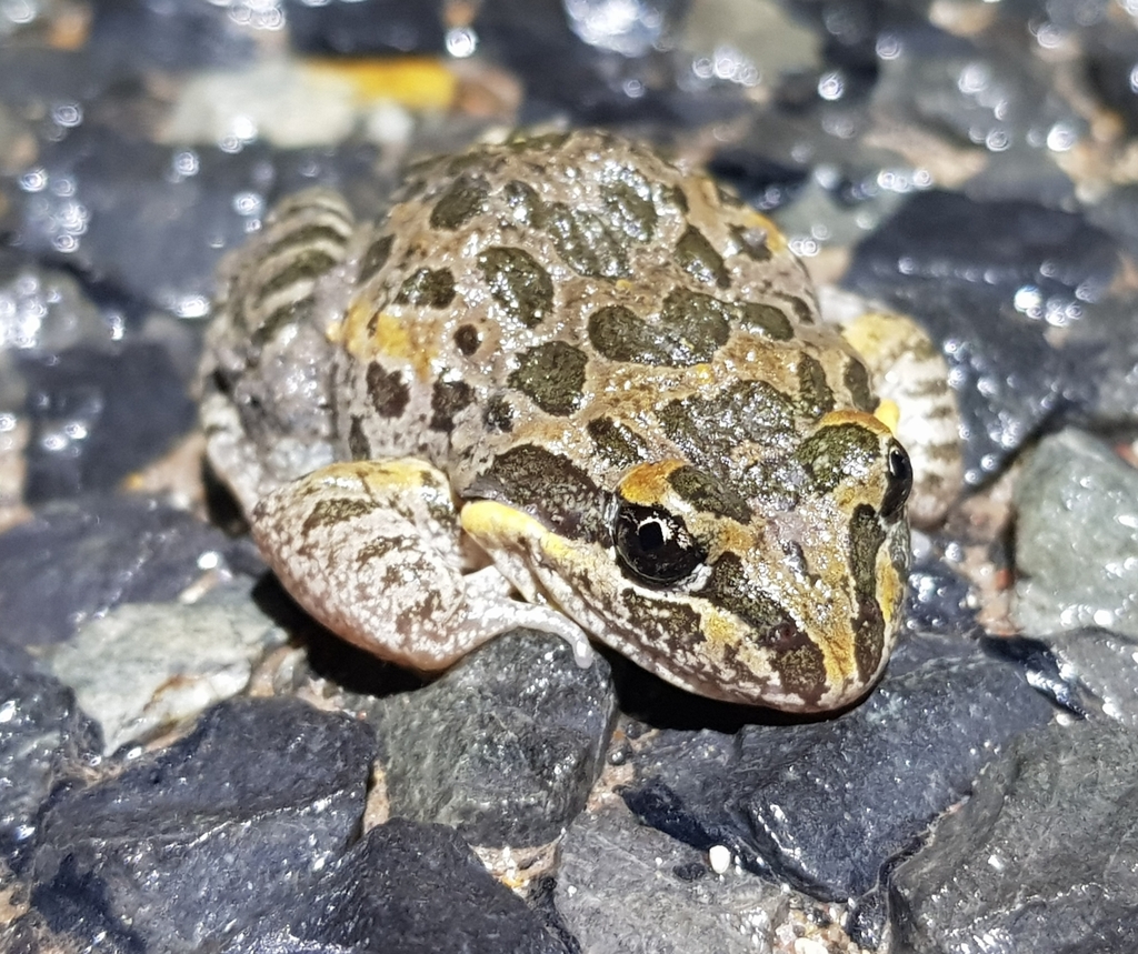 Barking Frog from Nandi QLD 4405, Australia on July 4, 2023 at 06:19 PM ...