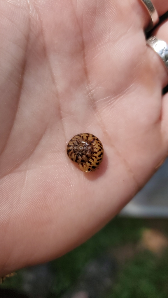 Flamed Tigersnail in August 2023 by erica flory · iNaturalist