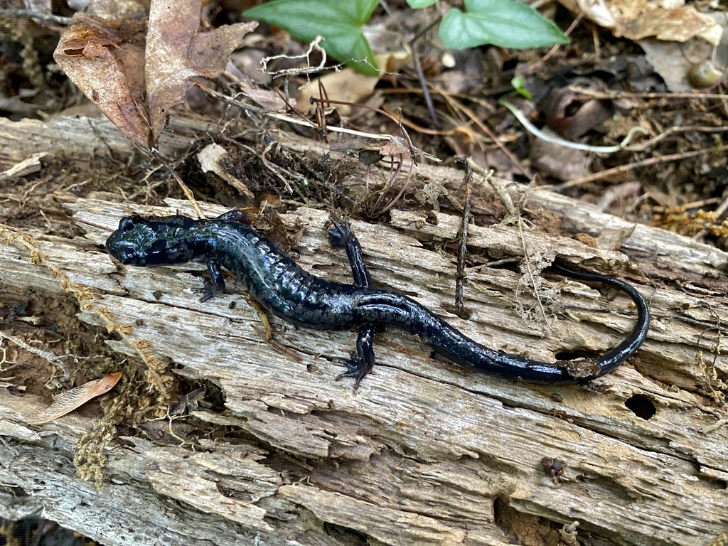 Southern Gray-cheeked Salamander in May 2023 by Frankie Gebhard ...