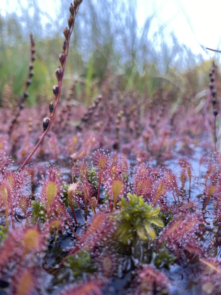 spoonleaf sundew from Terra Alta, WV, US on September 11, 2021 at 06:00 ...