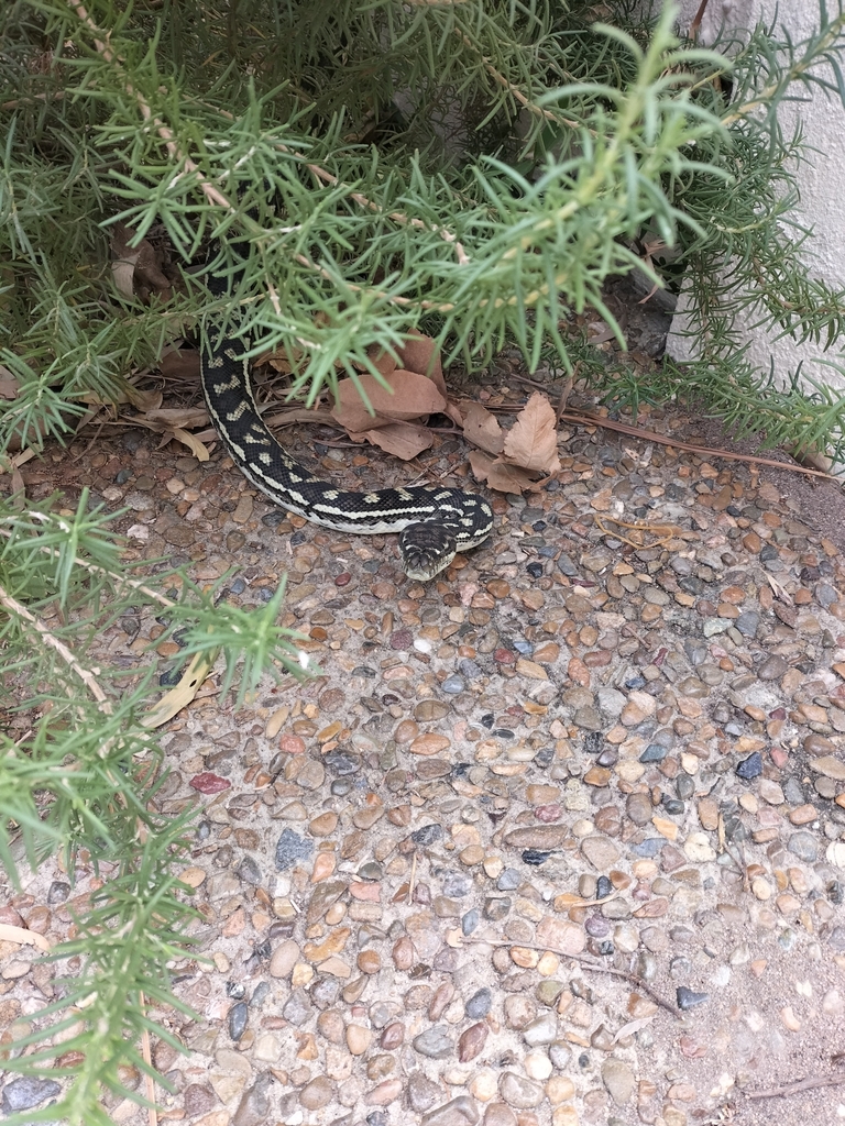 Carpet Python from Wakerley QLD 4154, Australia on August 26, 2023 at ...