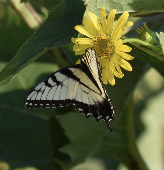 Eastern Tiger Swallowtail from Lake County, IL, USA on August 19, 2023 ...