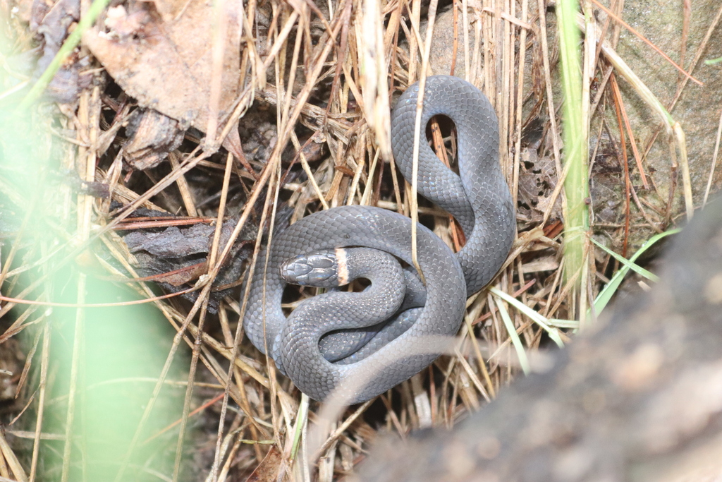 Northern Ringneck Snake from Clarion County, PA, USA on August 25, 2023 ...