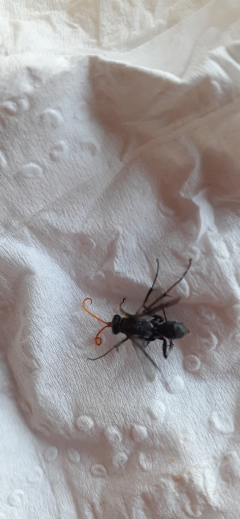 Spider Wasps from Spring Terrace NSW 2798, Australia on March 1, 2023 ...