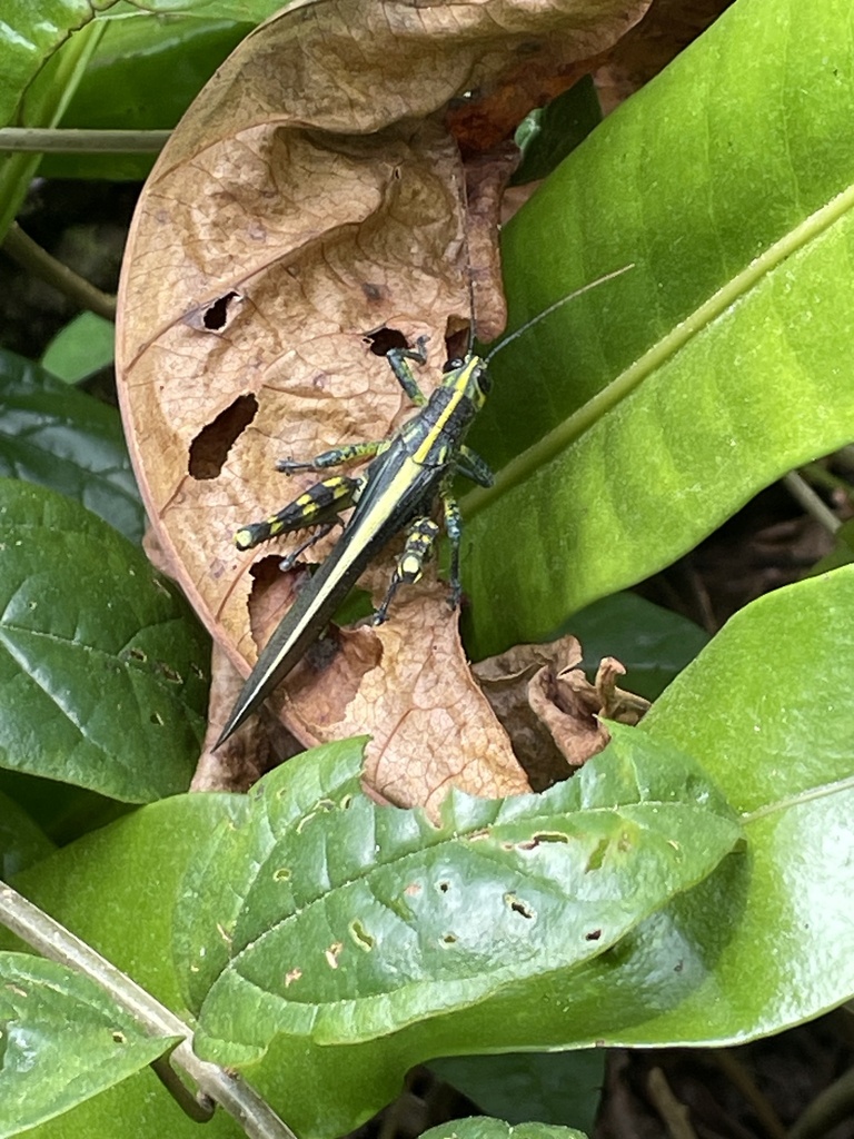 Valanga nigricornis rammei from Ngerekebesang, Palau, PW on August 27 ...
