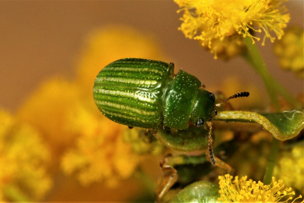 Calomela acaciae from Dimboola VIC 3414, Australia on August 24, 2023 ...