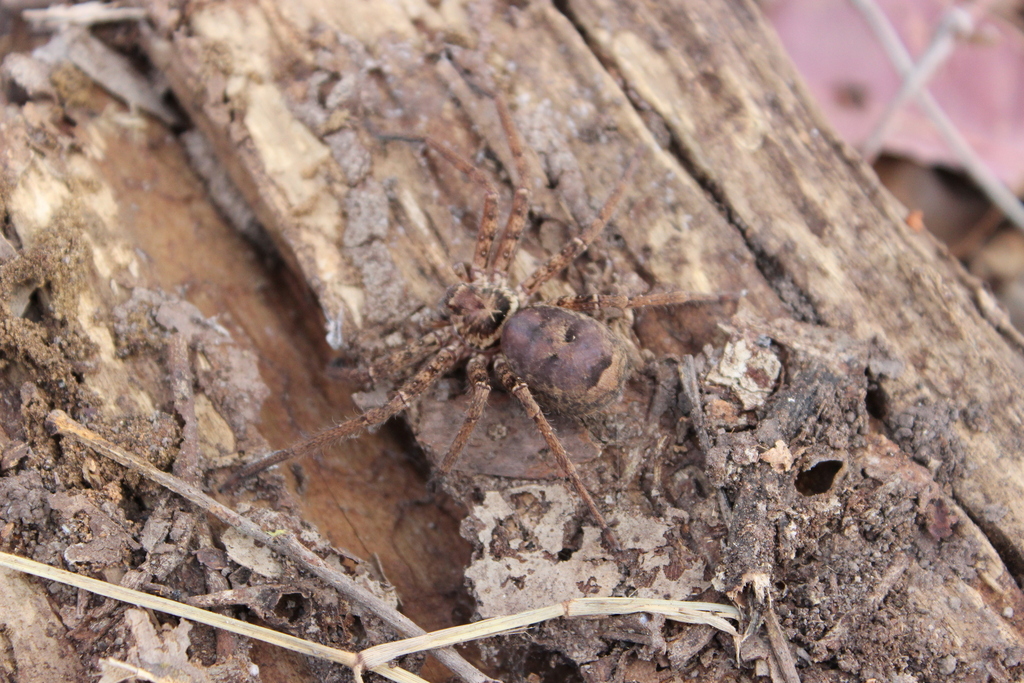 Jungle Huntsman Spider from Brisbane QLD, Australia on August 27, 2023 ...