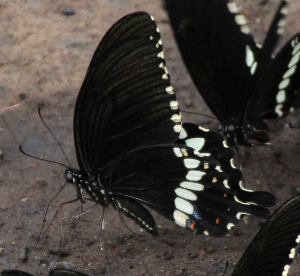 Common Mormon Swallowtail from Chaurakund, Maharashtra, India on ...