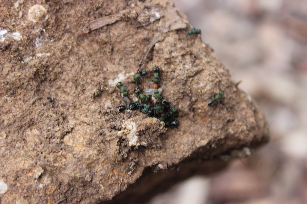 Polyrhachis hookeri from Brisbane QLD, Australia on August 27, 2023 at ...