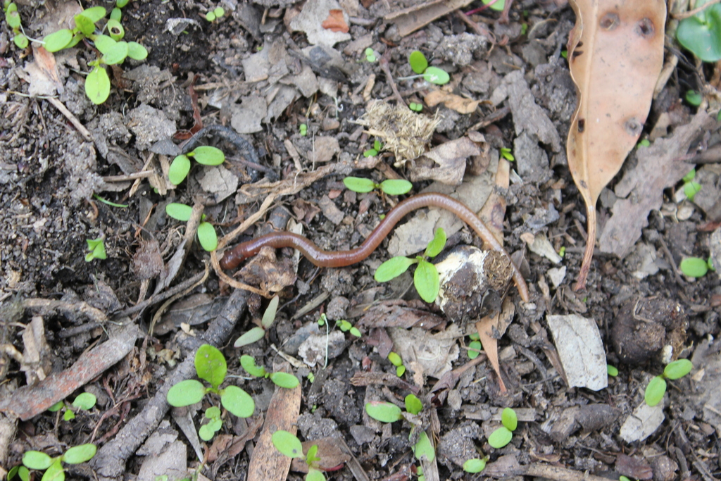 Earthworms and Allies from Brisbane QLD, Australia on August 27, 2023 ...