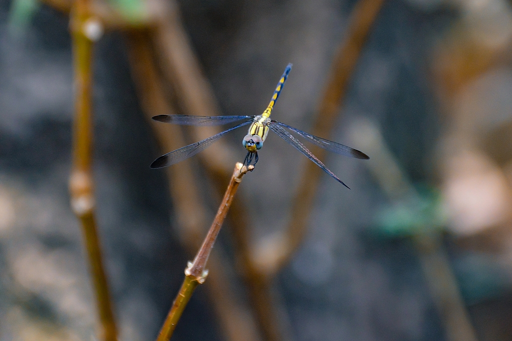 Indigo Dropwing in April 2022 by Nilam Baghaye · iNaturalist